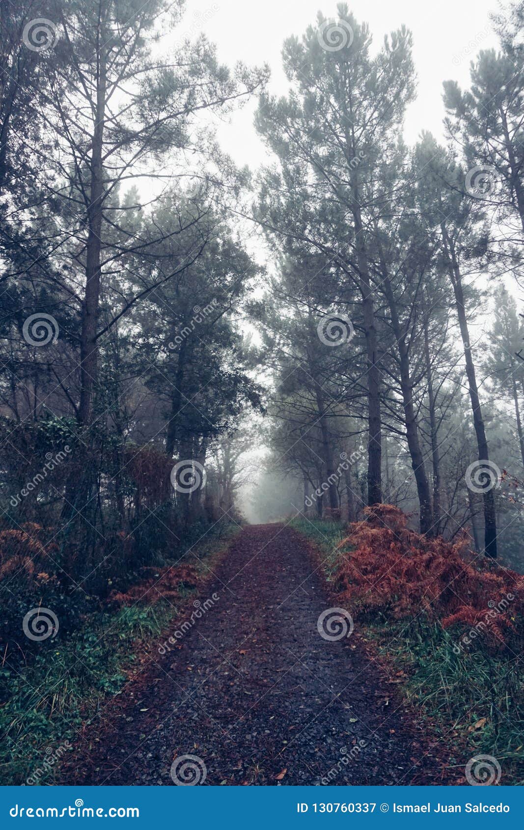 The road with red trees stock image. Image of nature - 130760337