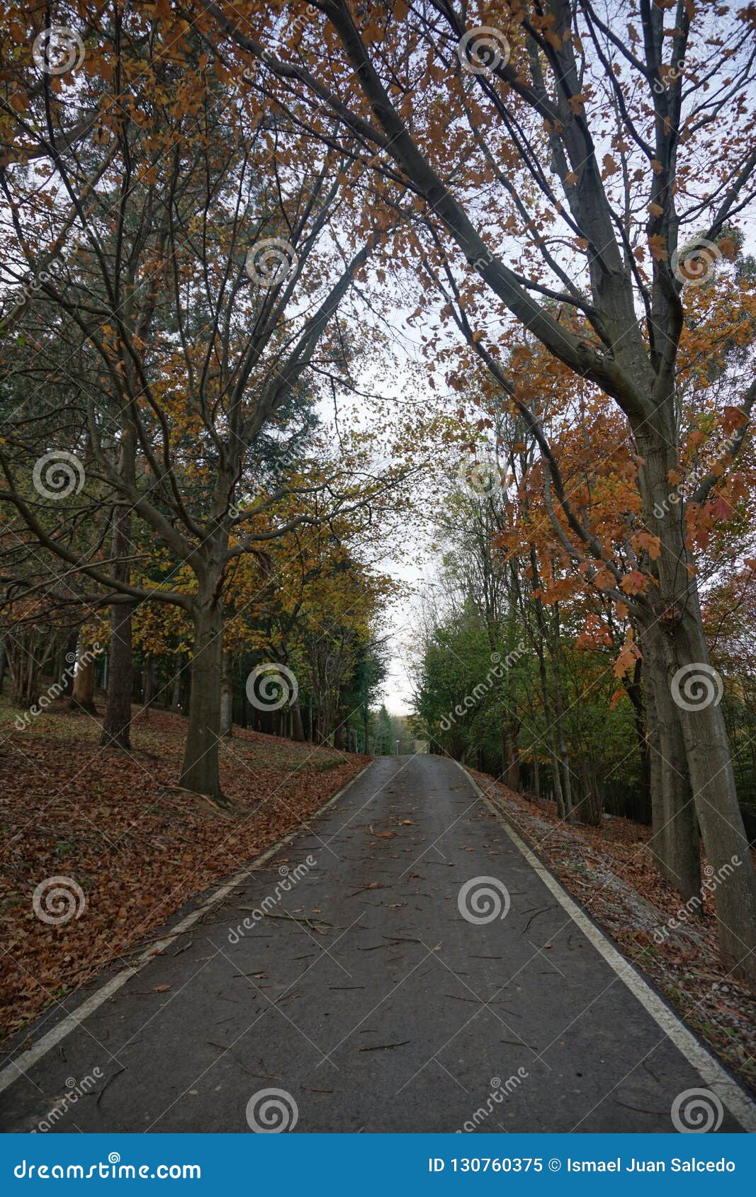 The road with red trees stock image. Image of road, trees - 130760375