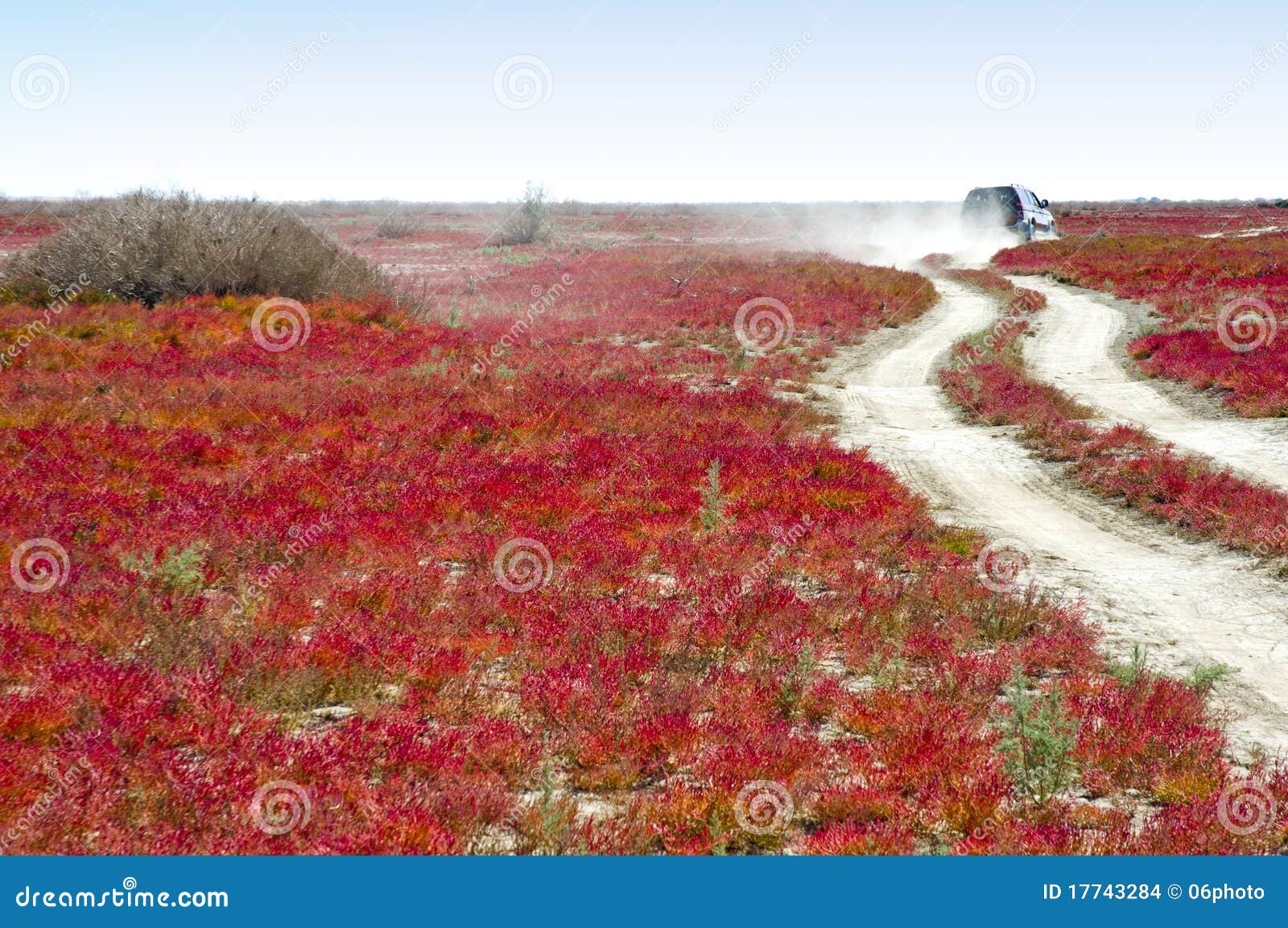 Road through the Red Vegetation Stock Photo - Image of meadow, herd ...