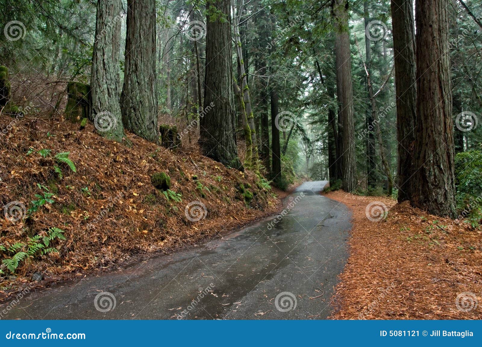 Road Through The Redwoods Picture. Image: 5081121