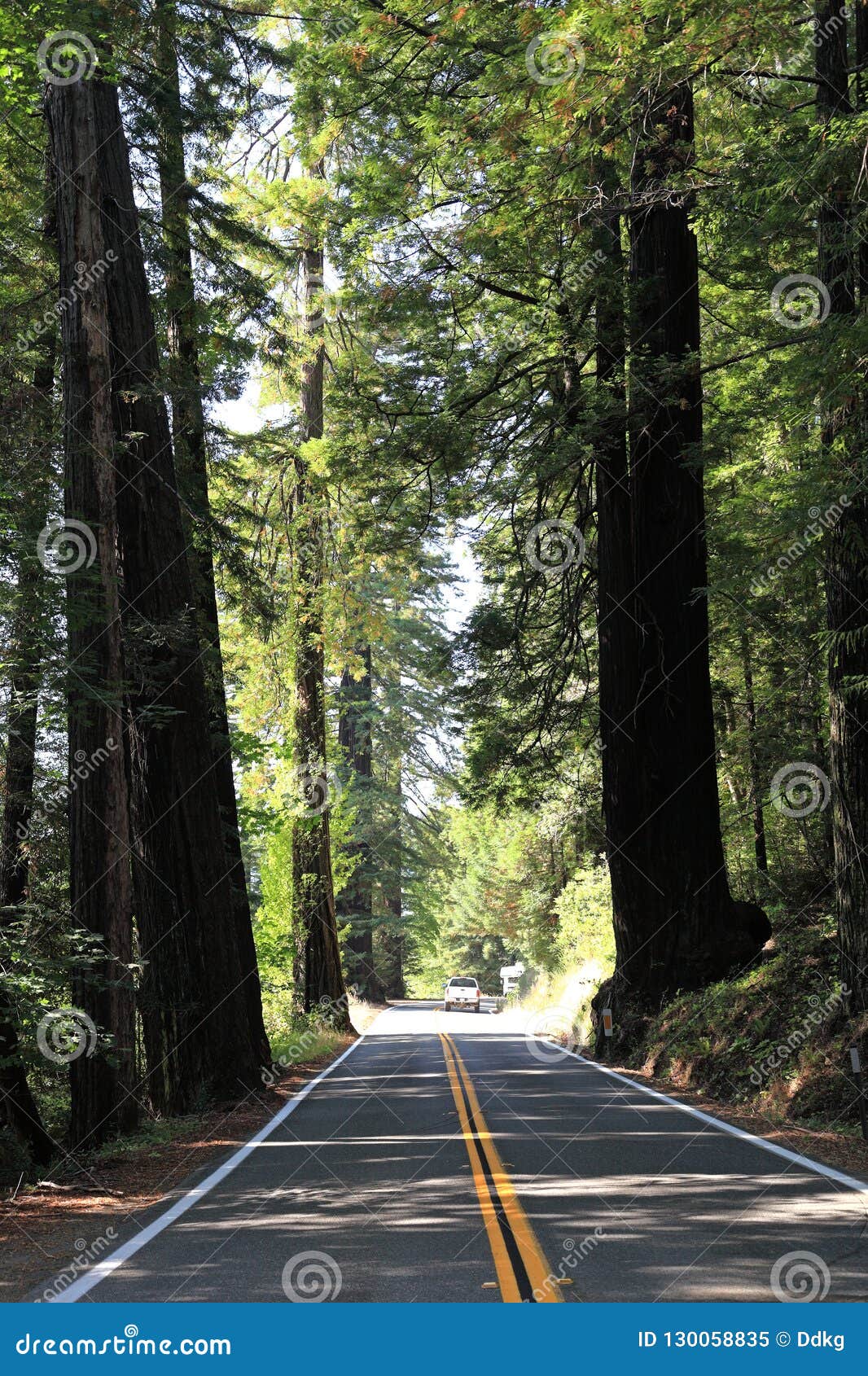 Road through the Redwoods stock image. Image of tourism - 130058835