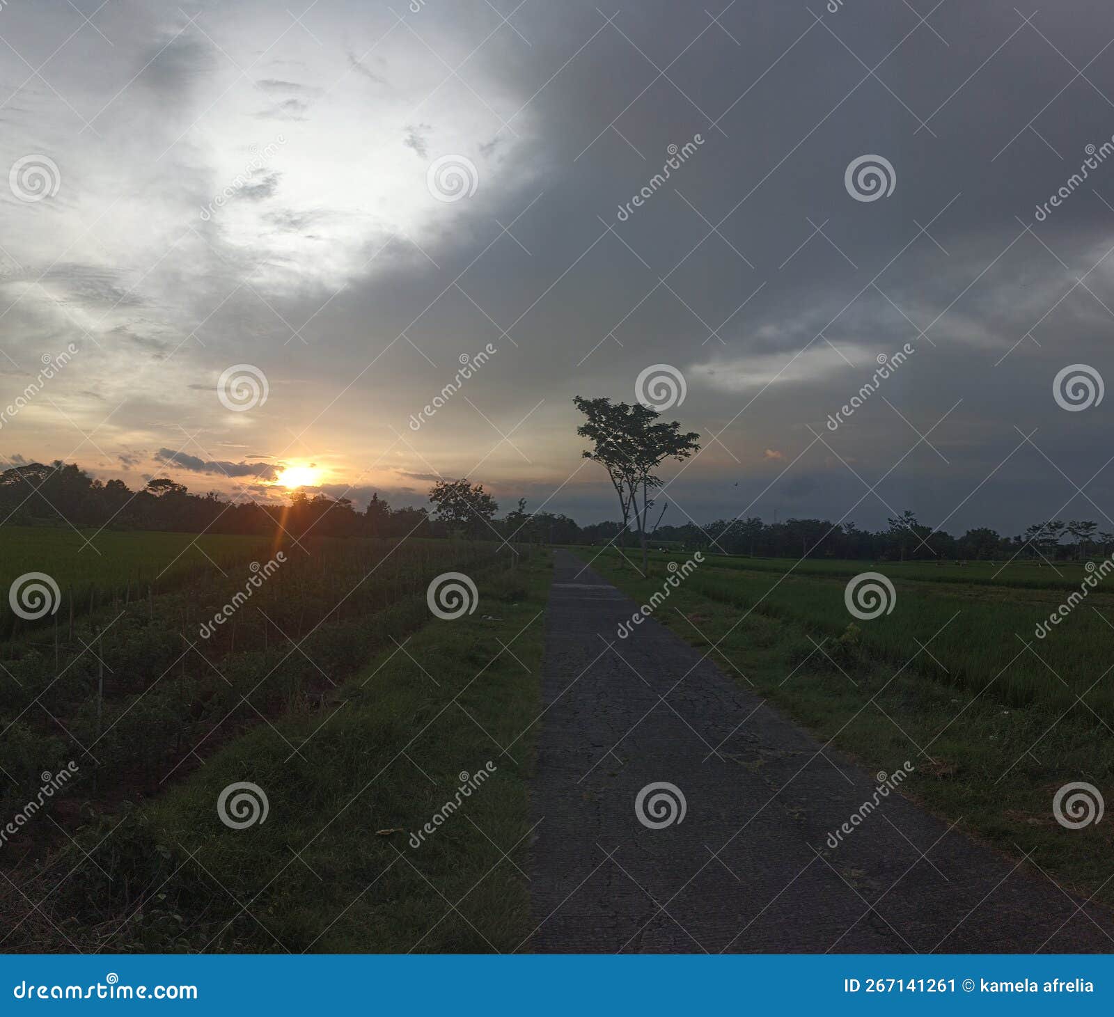 The Road in the Rice Fields Stock Image - Image of road, dusk: 267141261