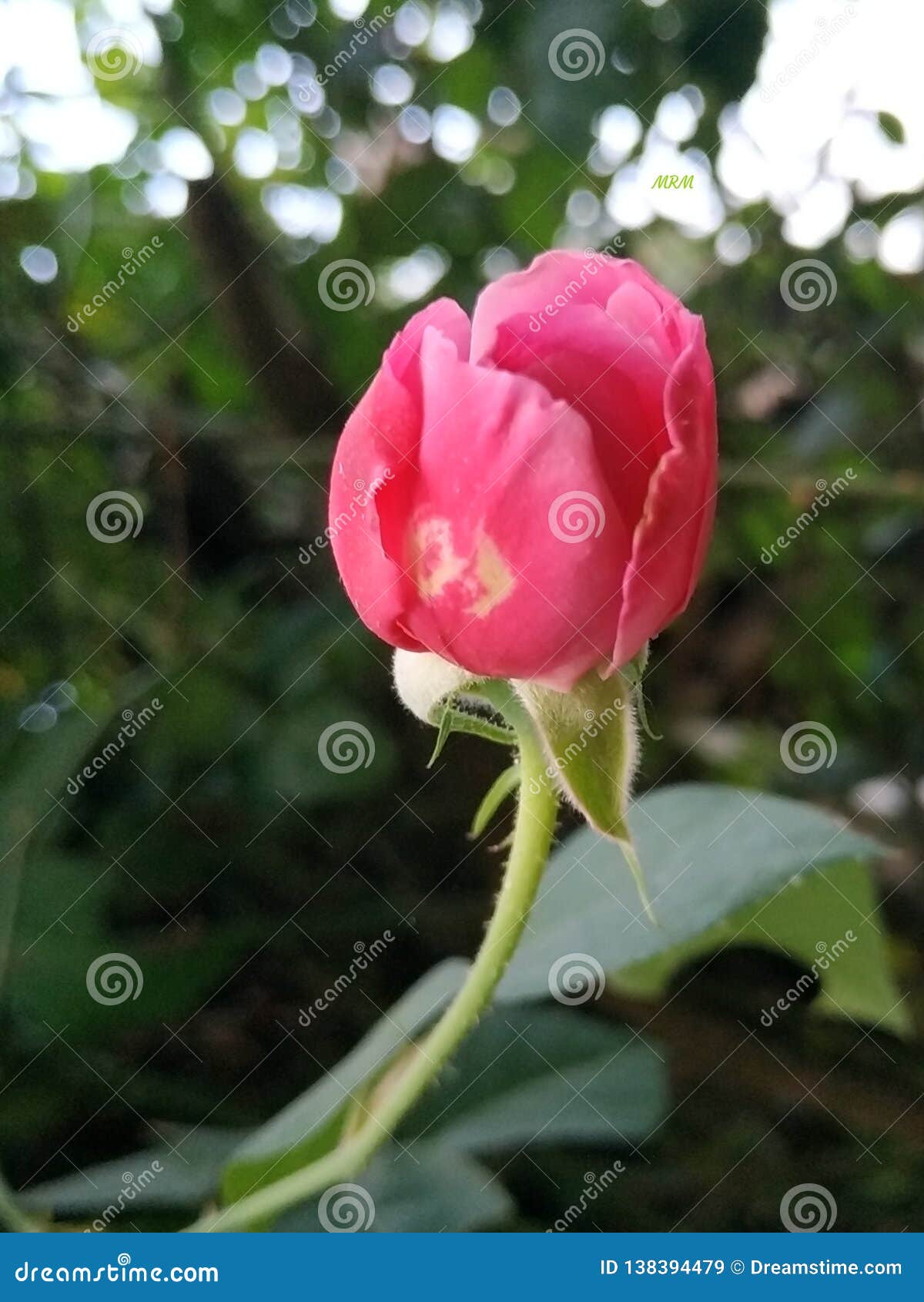 Road Rose stock image. Image of white, bloom, road, charming - 138394479