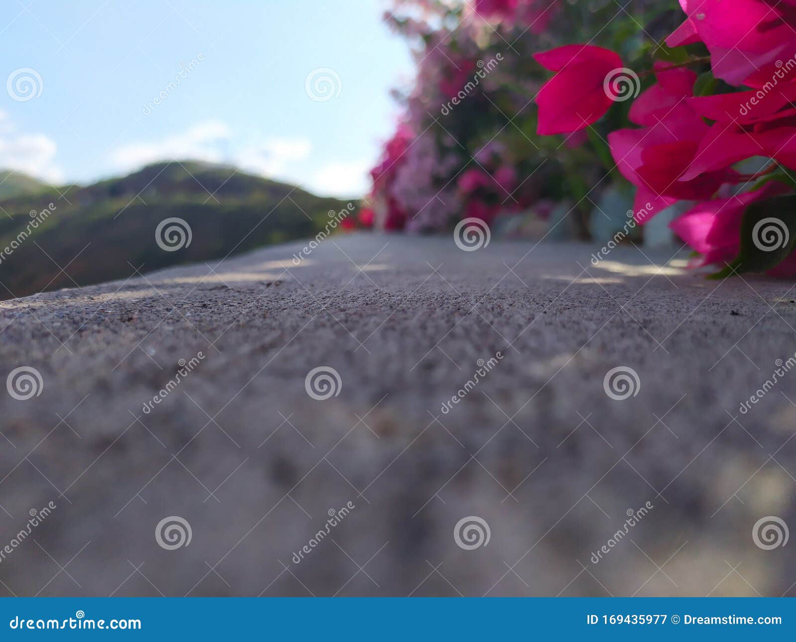Road and roses stock image. Image of beauty, color, rose - 169435977