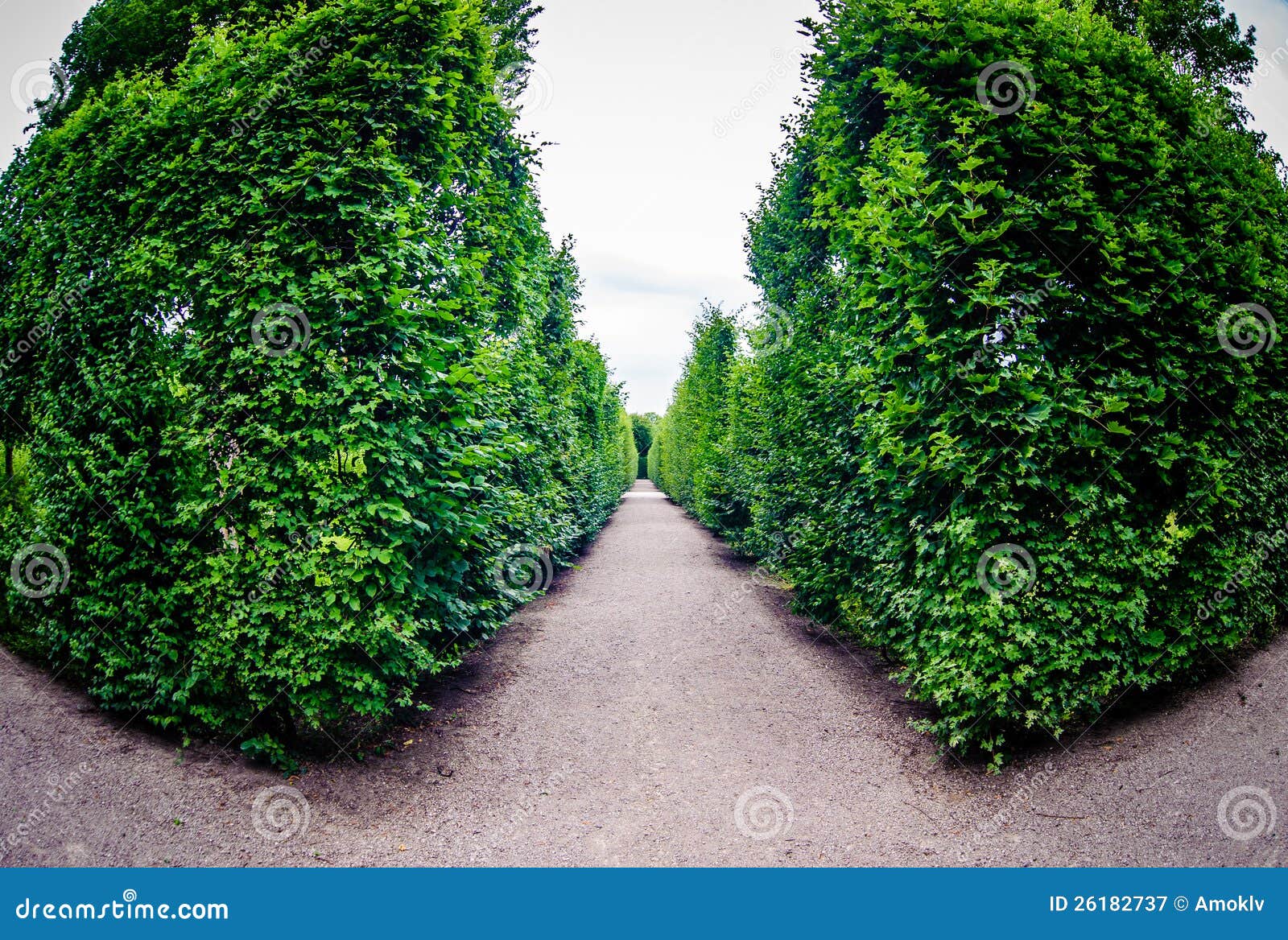 Road through Row of Green Bushes Stock Image - Image of seasonal ...