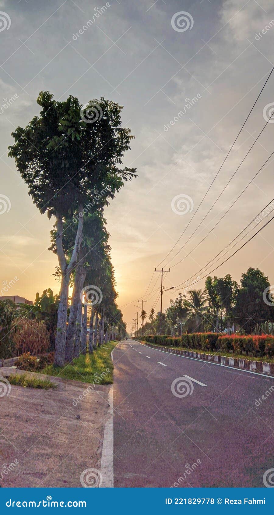 Road and row of trees stock photo. Image of flower, transport - 221829778