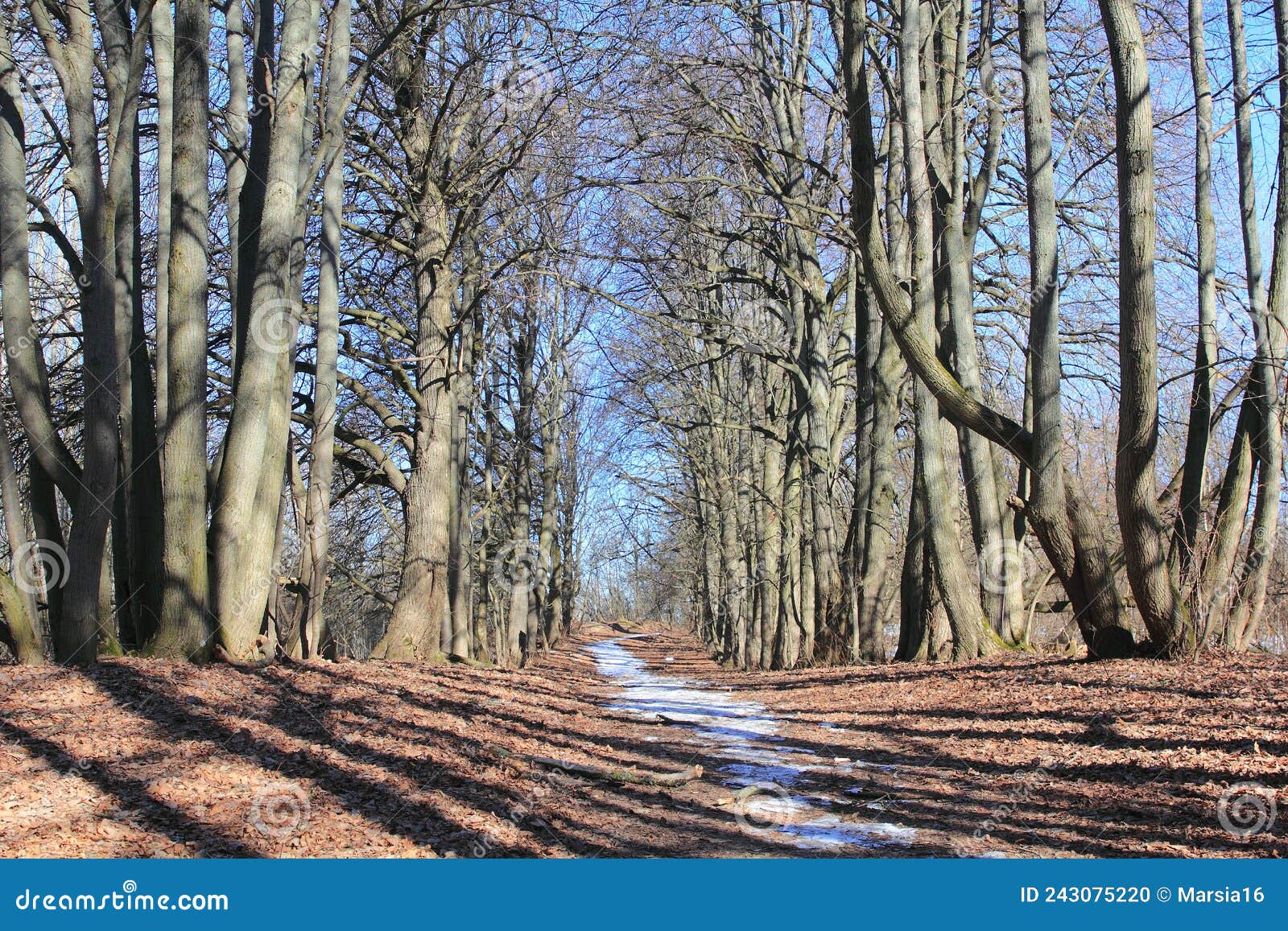 Alley in Early Spring stock photo. Image of early, sides - 243075220
