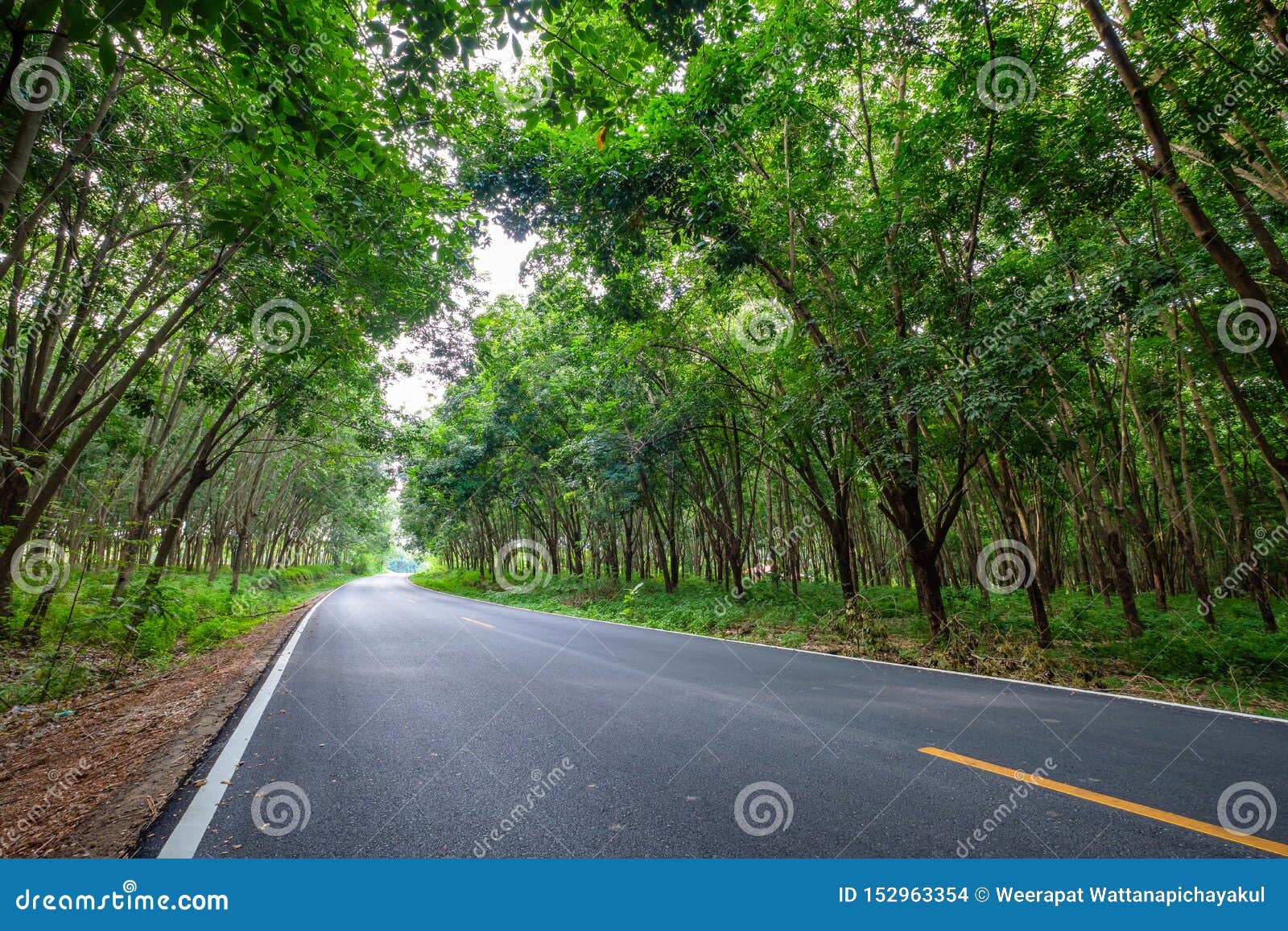 Road through Rubber Forest stock photo. Image of counteyside - 152963354