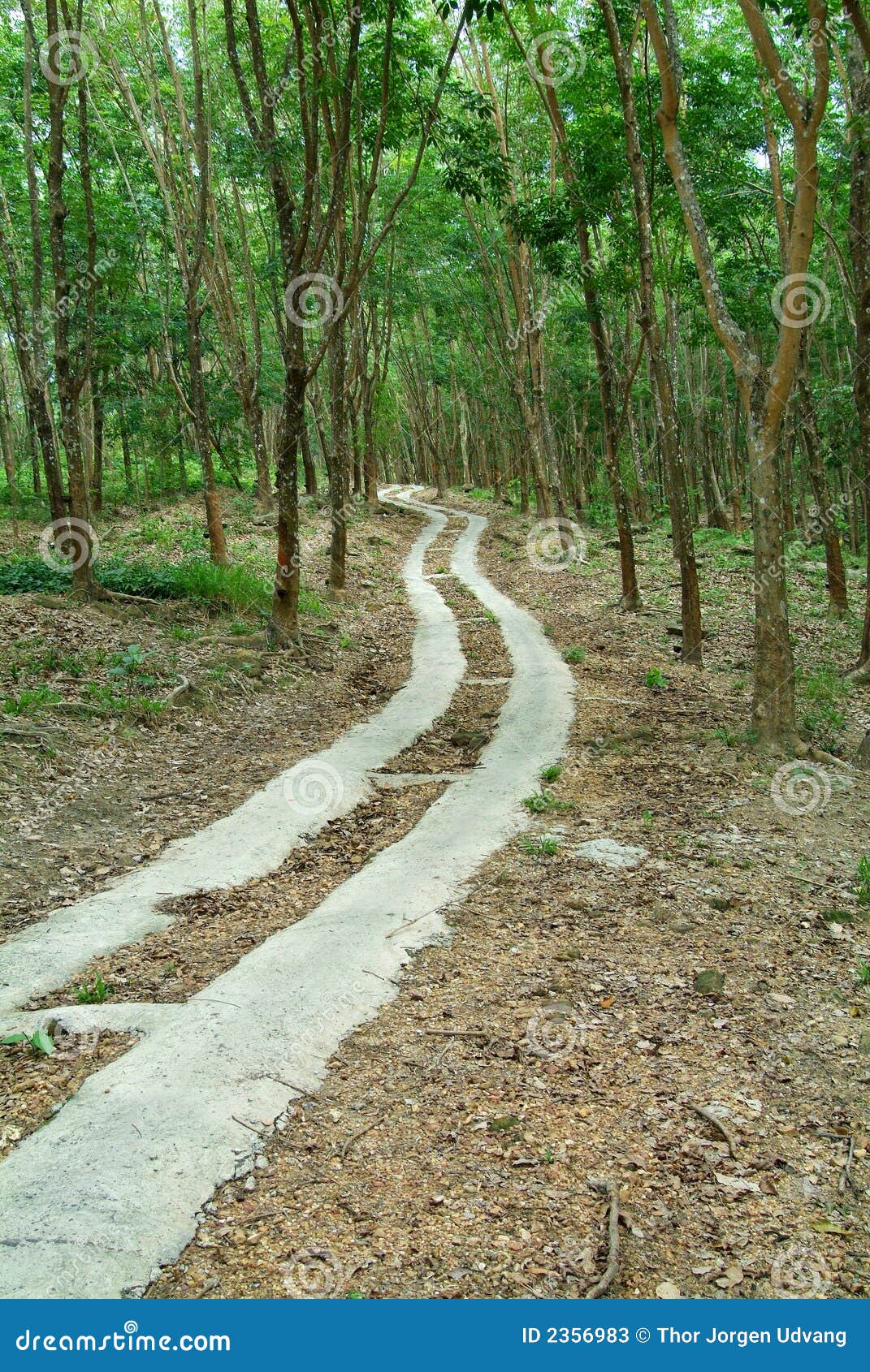 Road through a Rubber Plantati Stock Image - Image of winding, road ...