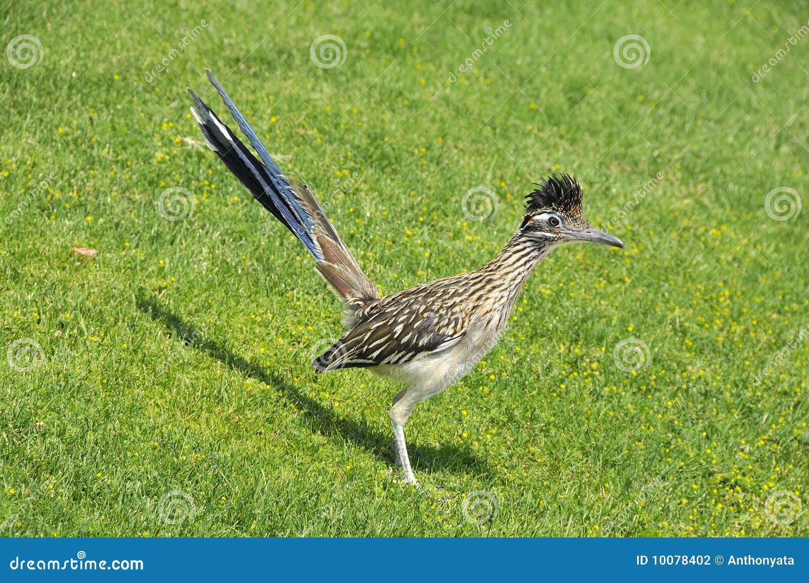 Road Runner stock photo. Image of beak, road, runner - 10078402