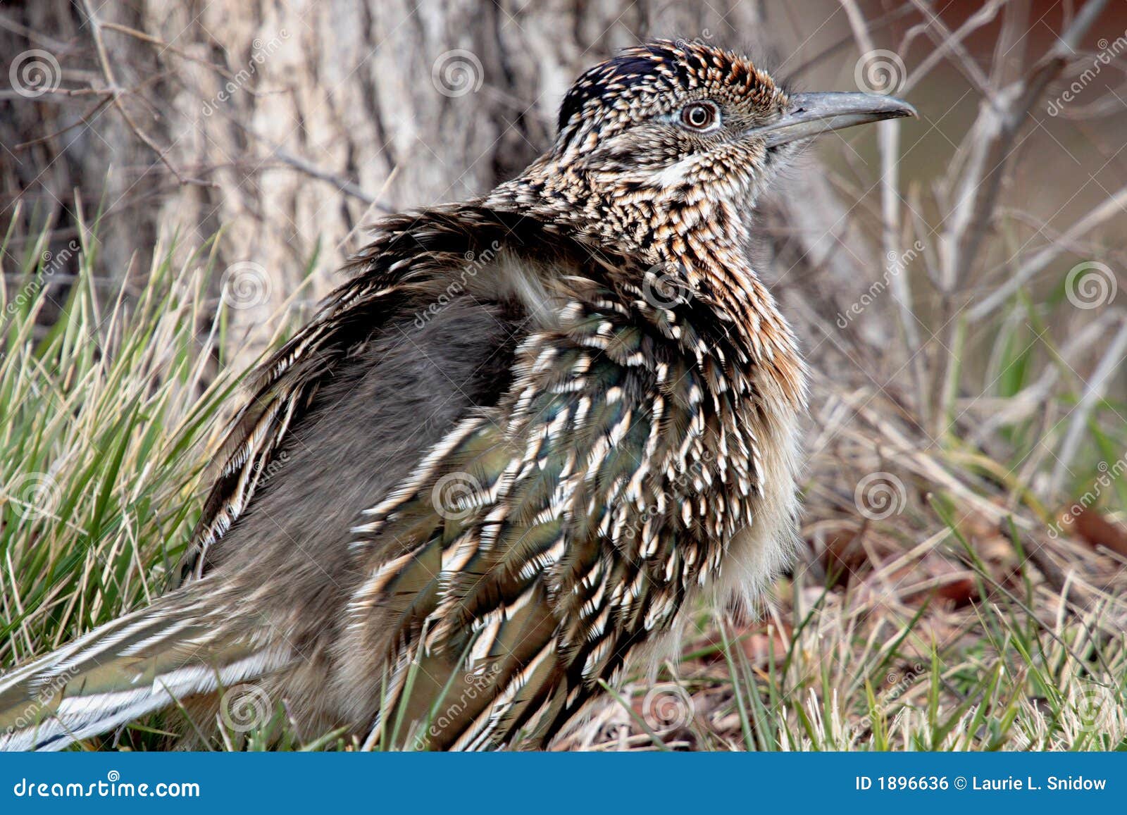 Road Runner stock photo. Image of avian, mexico, bird - 1896636