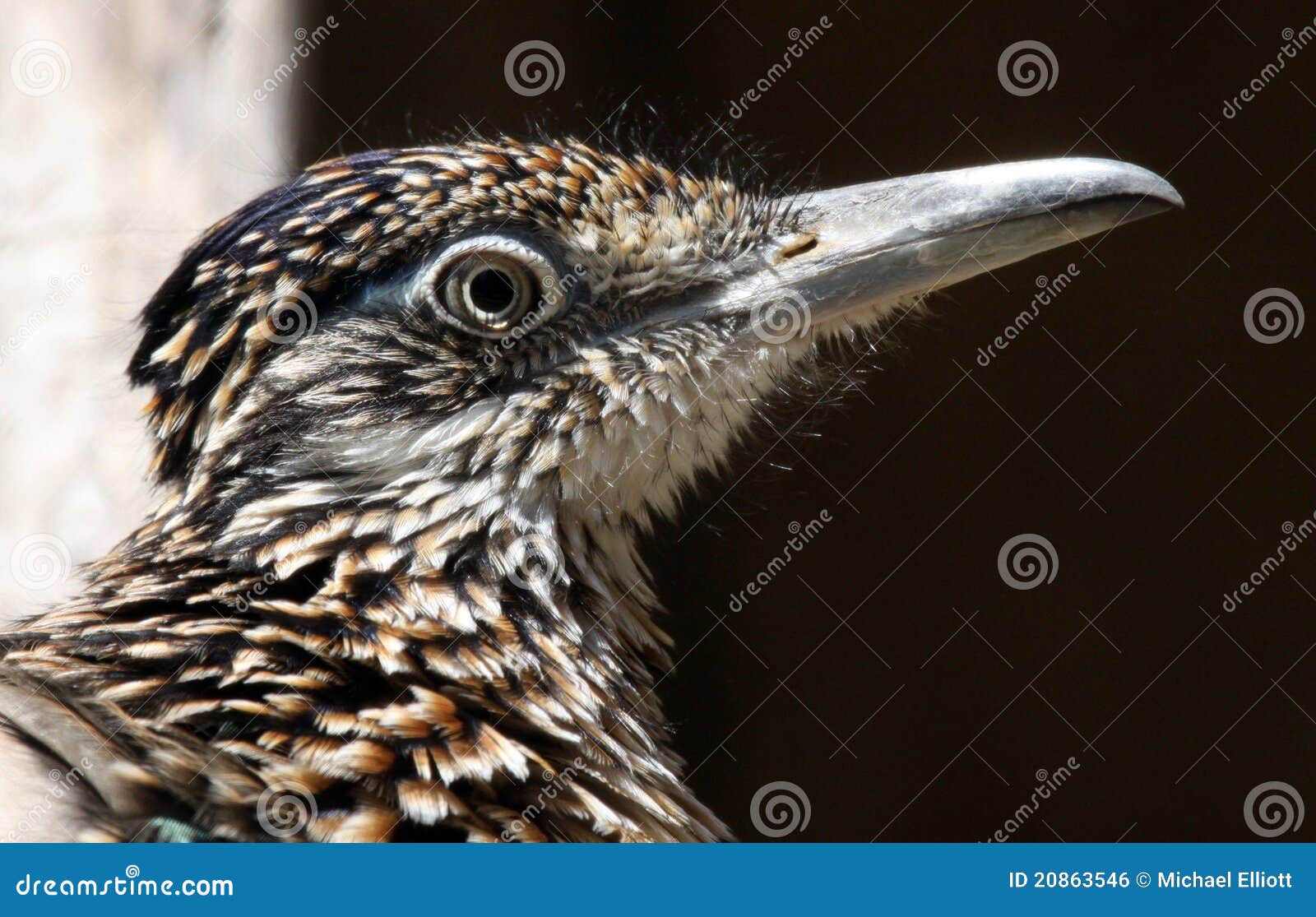 Road Runner stock photo. Image of roadrunner, bird, close - 20863546