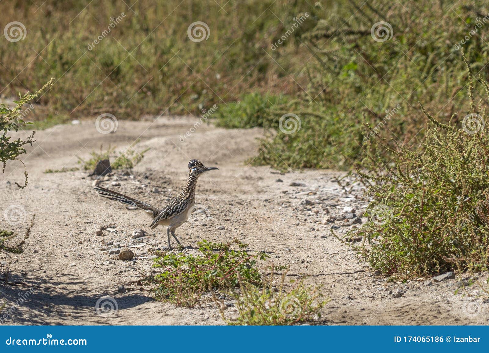 Road Runner Bird close up stock photo. Image of ornithology - 174065186