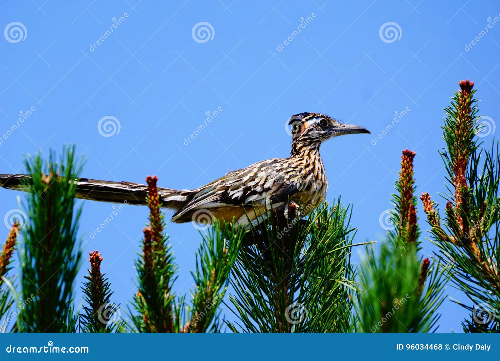 Road Runner bird stock photo. Image of nature, wildlife - 96034468