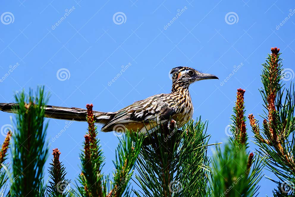 Road Runner bird stock photo. Image of nature, wildlife - 96034468