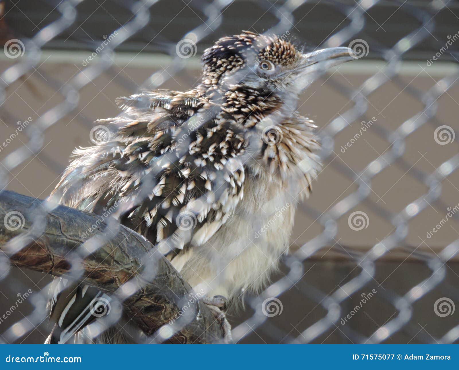 Road runner stock image. Image of road, cage, bird, runner - 71575077