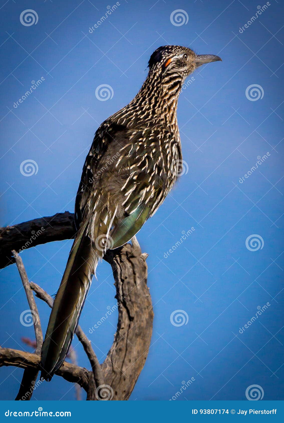 Road Runner on Branch stock photo. Image of hummingbird - 93807174