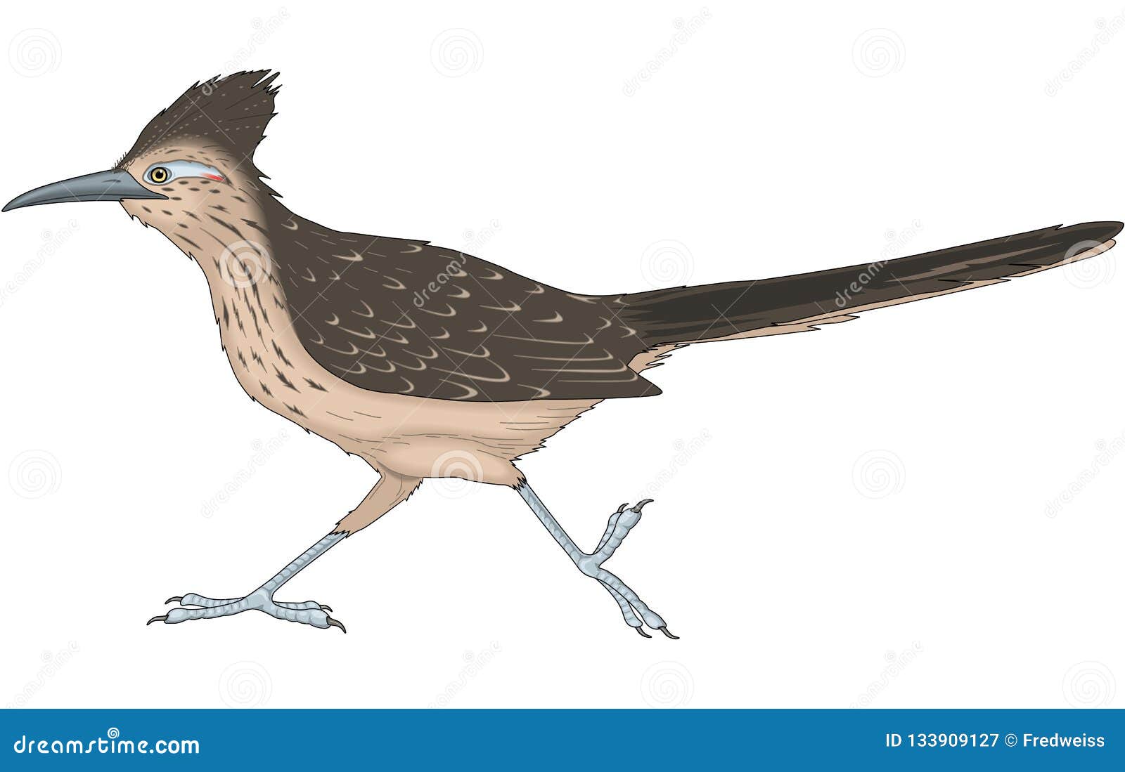 Road Runner Illustration stock vector. Illustration of nature - 133909127
