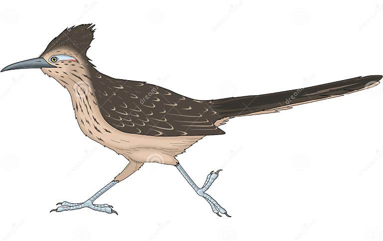 Road Runner Illustration stock vector. Illustration of nature - 133909127