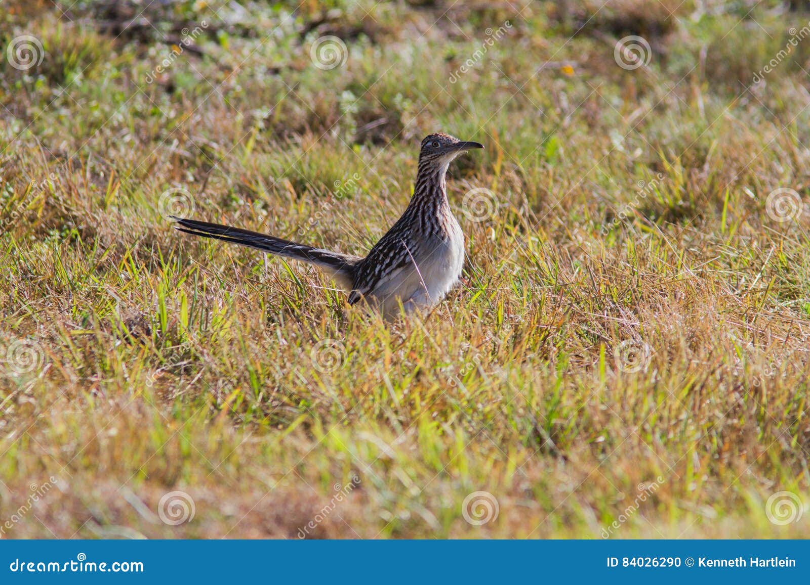 Road Runner stock photo. Image of road, runner, wildlife - 84026290