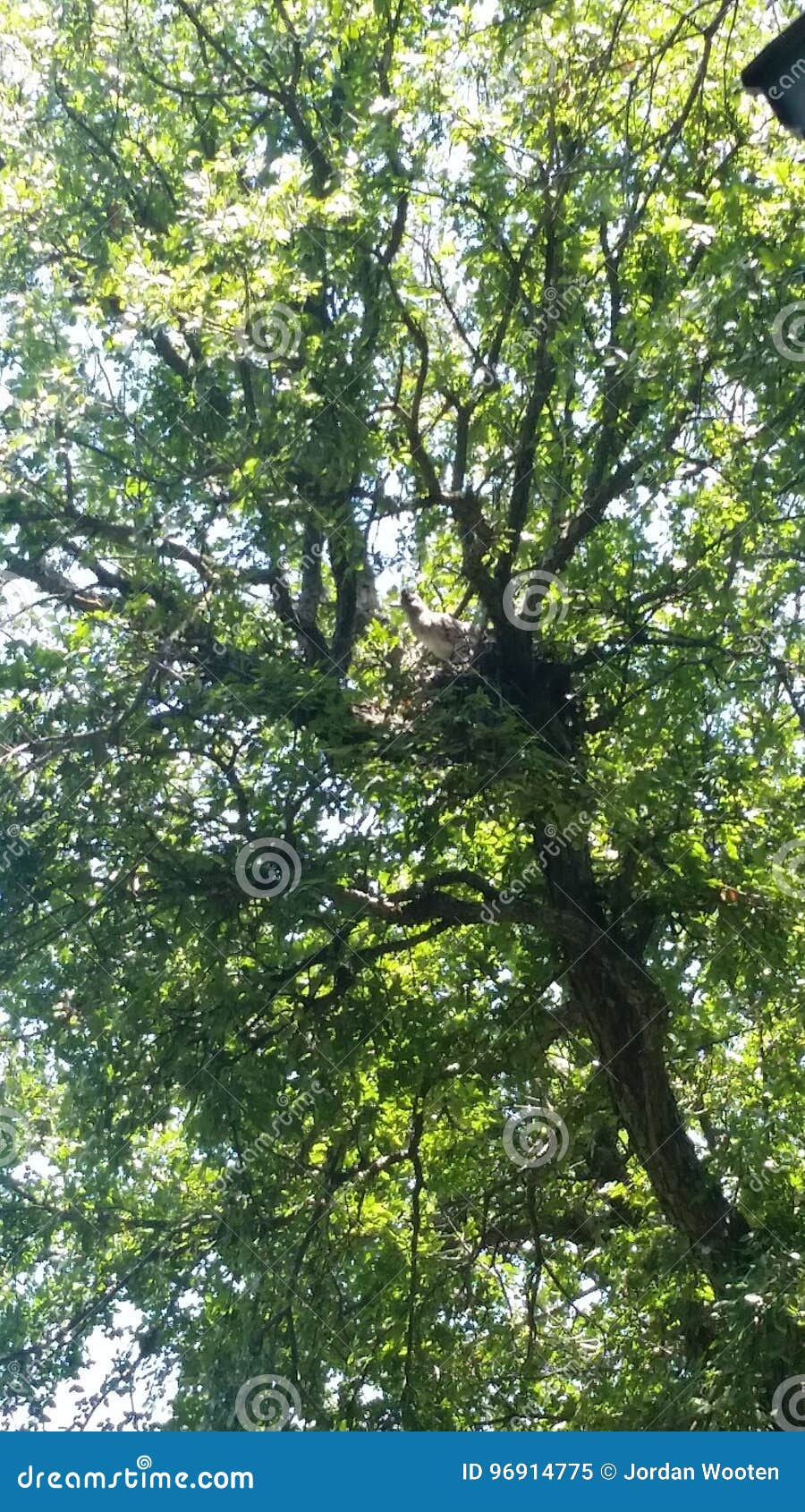 Road runner in tree stock image. Image of runner, nest - 96914775