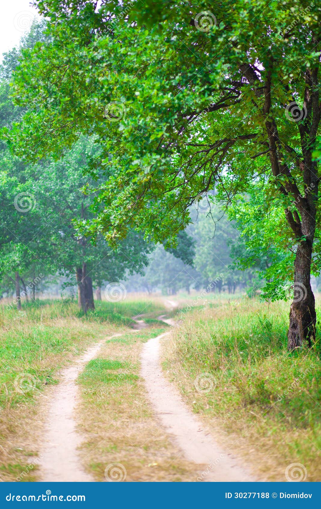 Road Running between Green Trees in Summer Stock Photo - Image of tree ...