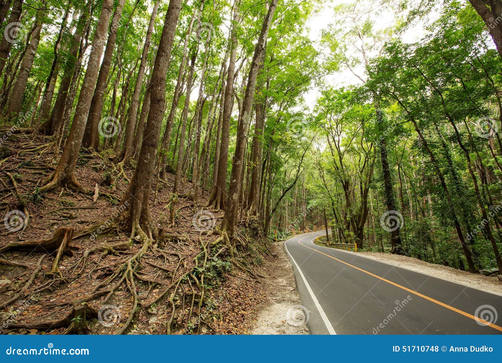 Road Running through Tropical Rainforest Stock Photo - Image of moving ...