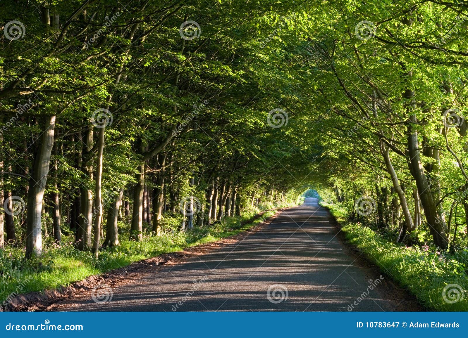 Road Running through Tunnel of Green Trees Stock Image - Image of ...