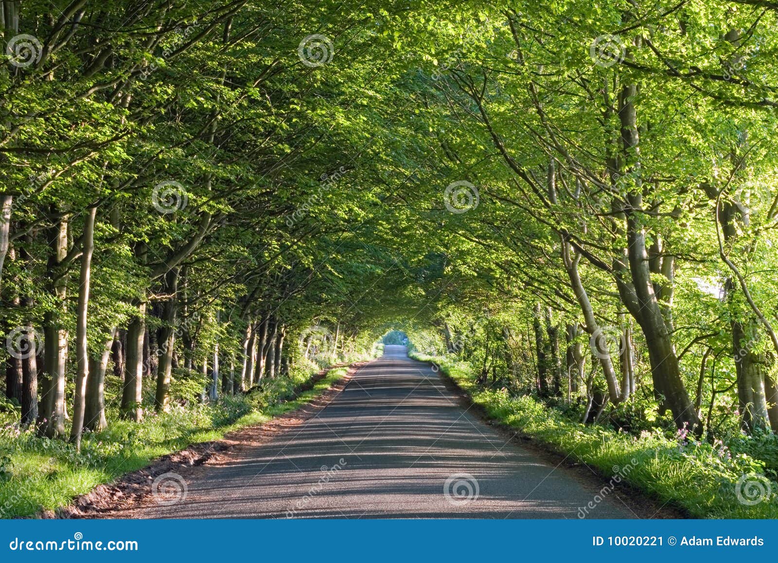 Road Running through a Tunnel of Trees in Summer Stock Image - Image of ...