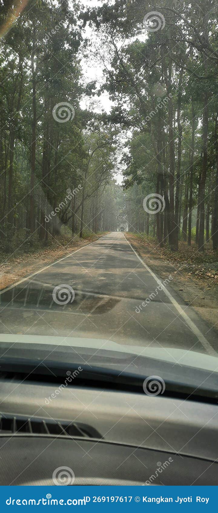 Road between Sall Tree stock image. Image of drive, sall - 269197617