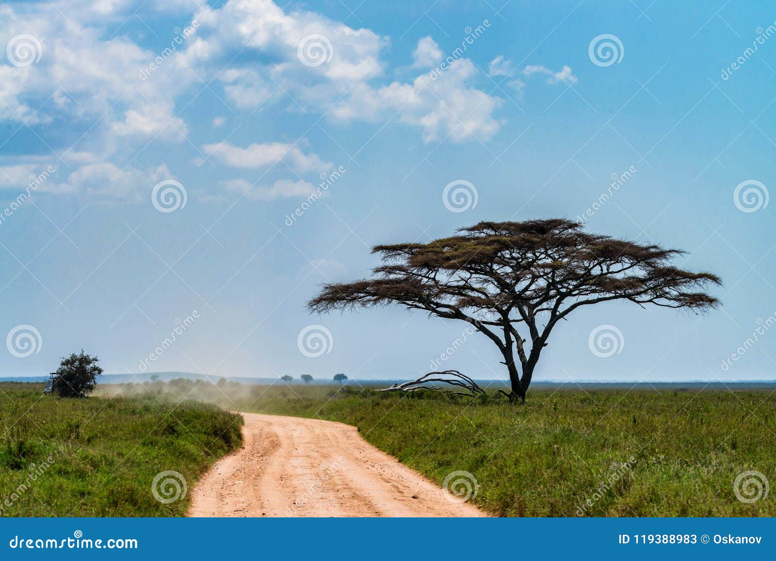 Road in Savannah Beautiful Landscape Stock Image - Image of outdoor ...