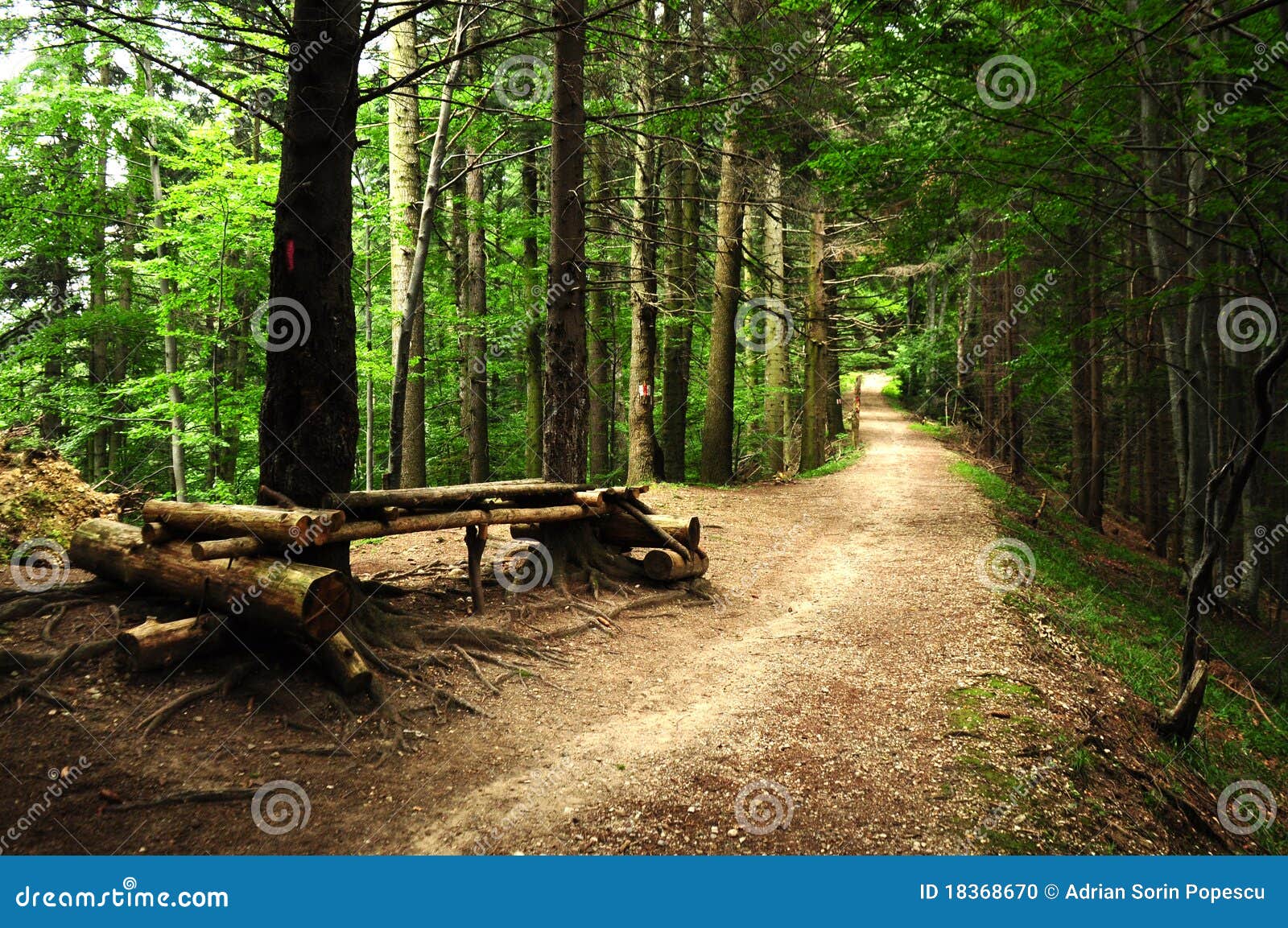 Road through a Scary Forest at Summer Stock Photo - Image of mood, beam ...