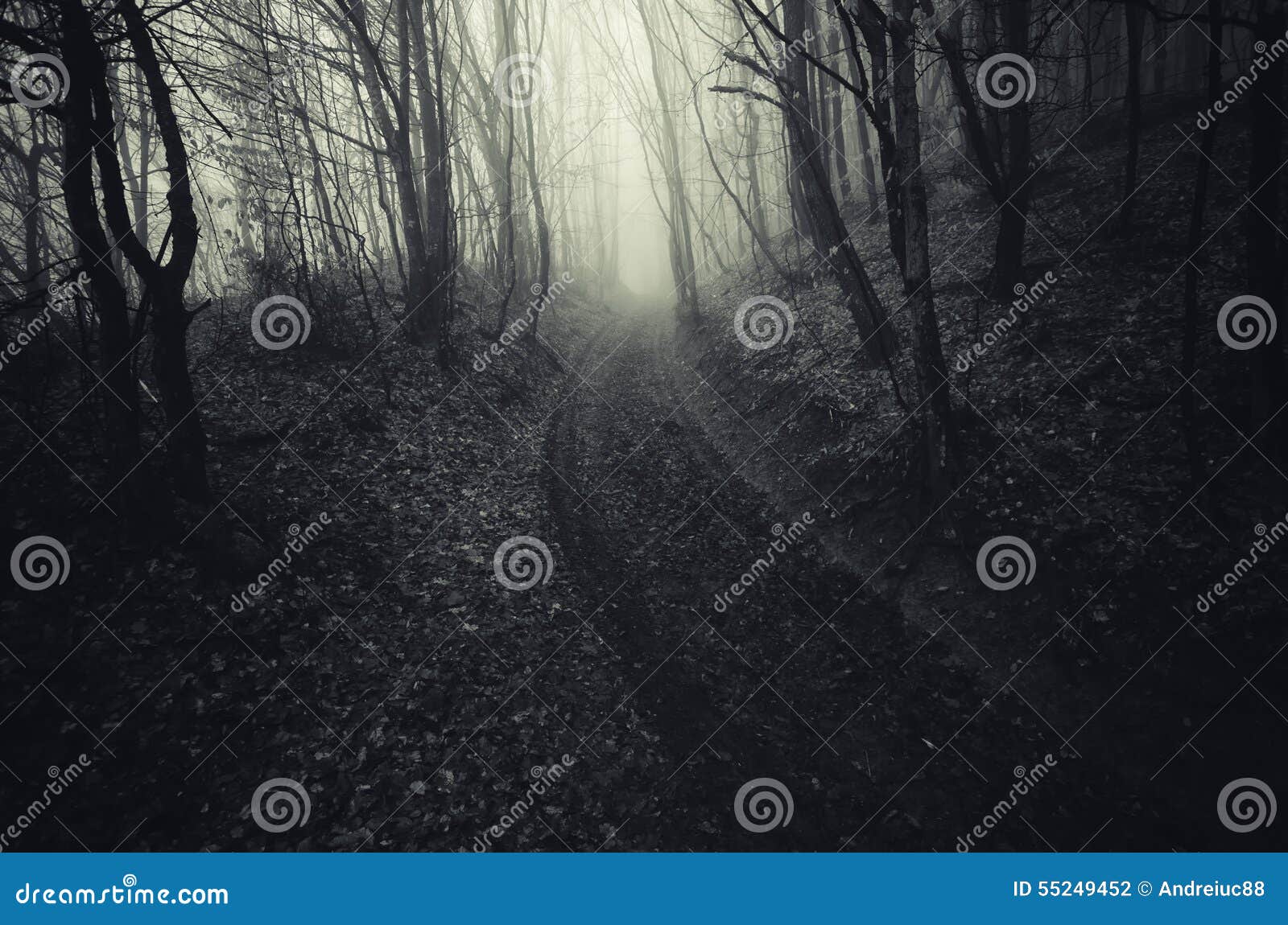 Road in Scary Haunted Forest with Fog Stock Photo - Image of mystery ...