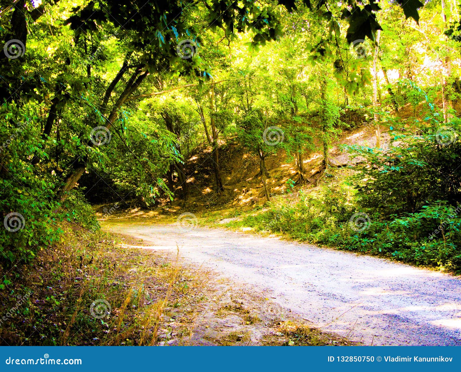 The Road in the September Forest Stock Photo - Image of landscape, shot ...