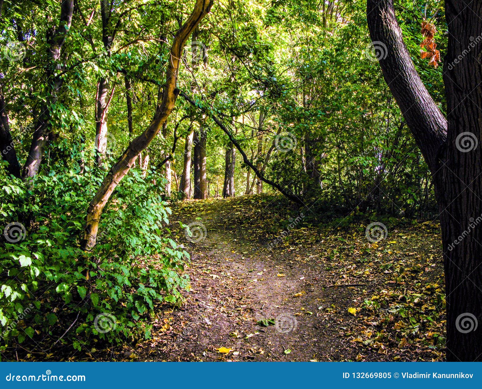 The Road in the September Forest Stock Image - Image of september ...