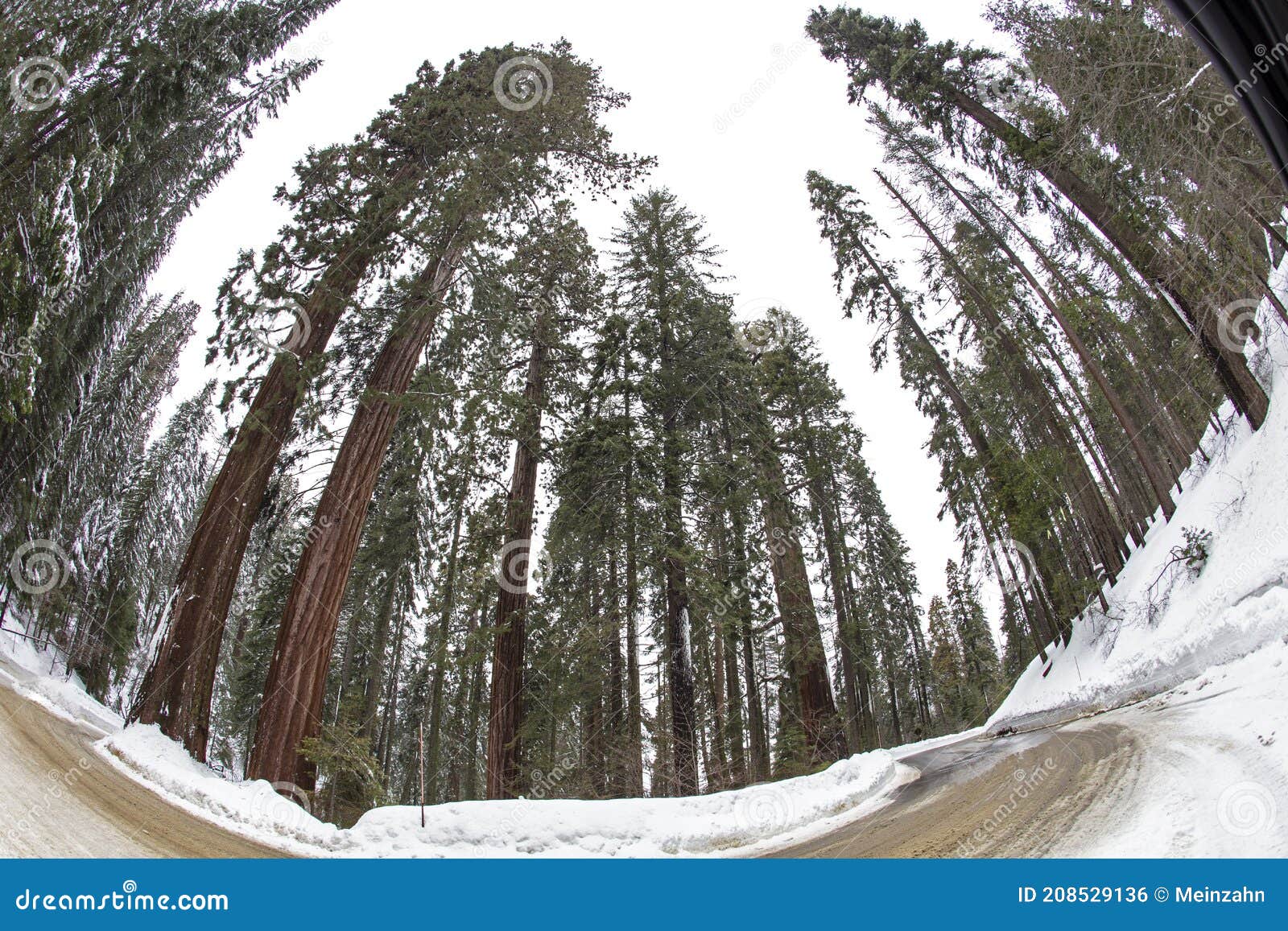 Road at Sequoia Tree Nationa Park in Winter with Snow Stock Photo ...