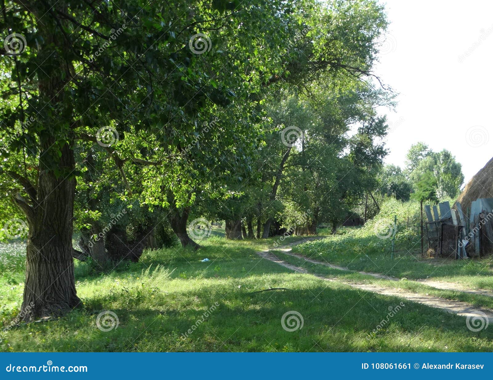 The Road Under the Canopy of Oaks Stock Image - Image of large, grass ...