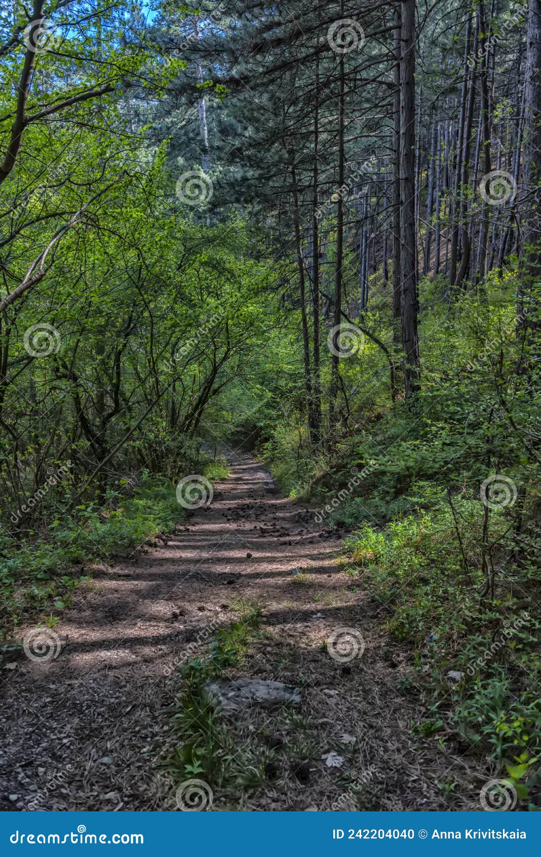 Road with Shadows from Trees in the Forest Stock Photo - Image of ...