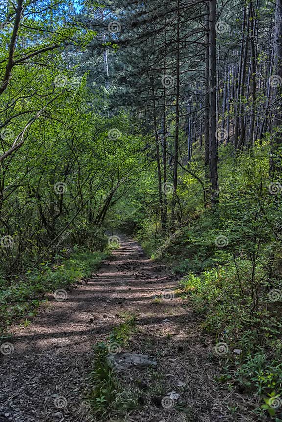 Road with Shadows from Trees in the Forest Stock Photo - Image of ...