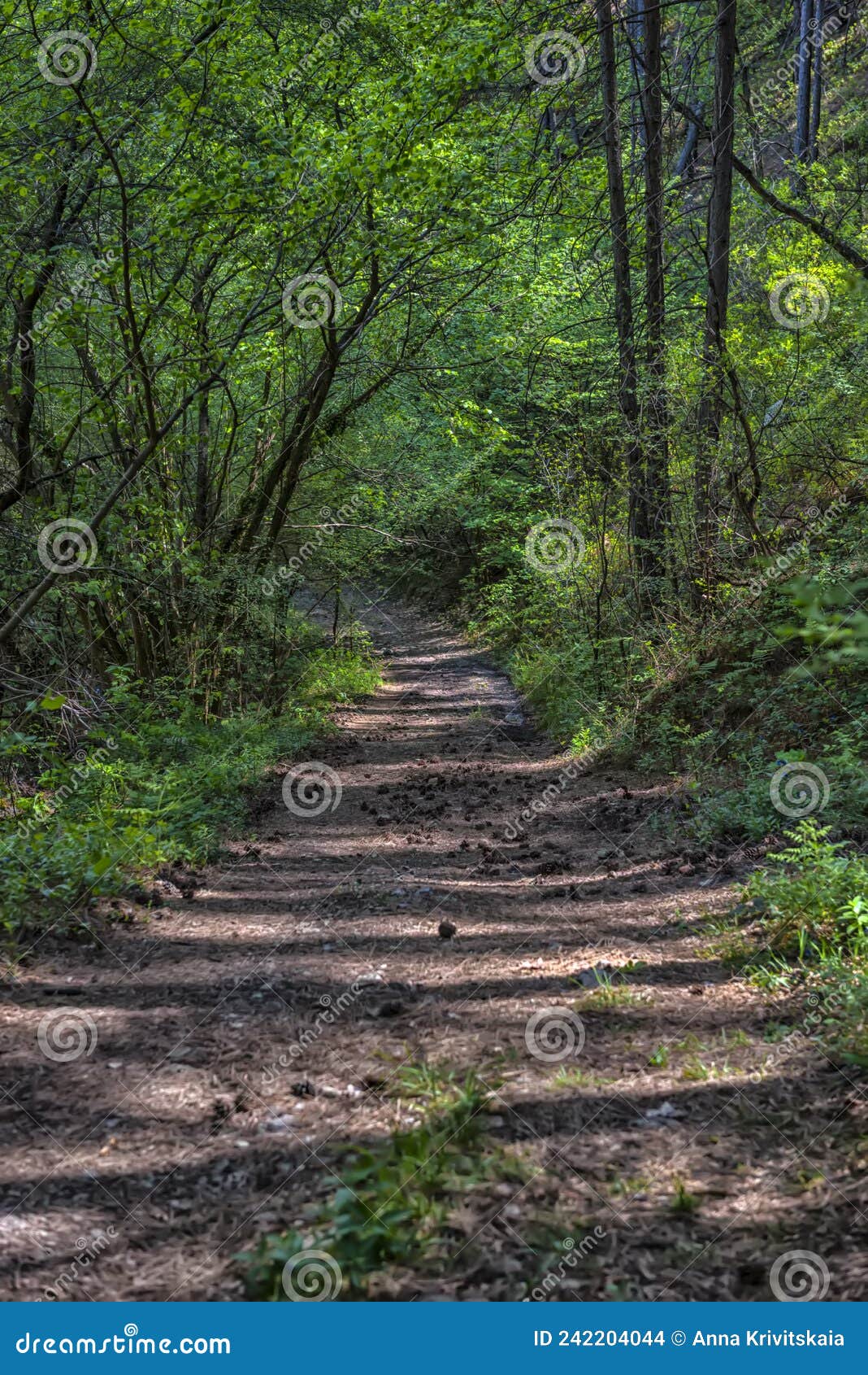 Road with Shadows from Trees in the Forest Stock Photo - Image of ...