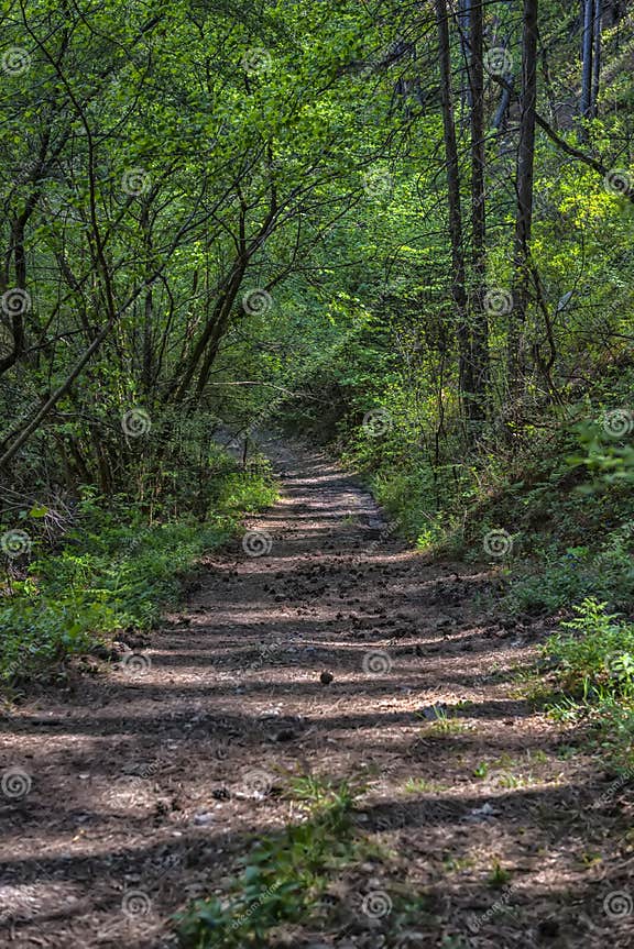Road with Shadows from Trees in the Forest Stock Photo - Image of ...