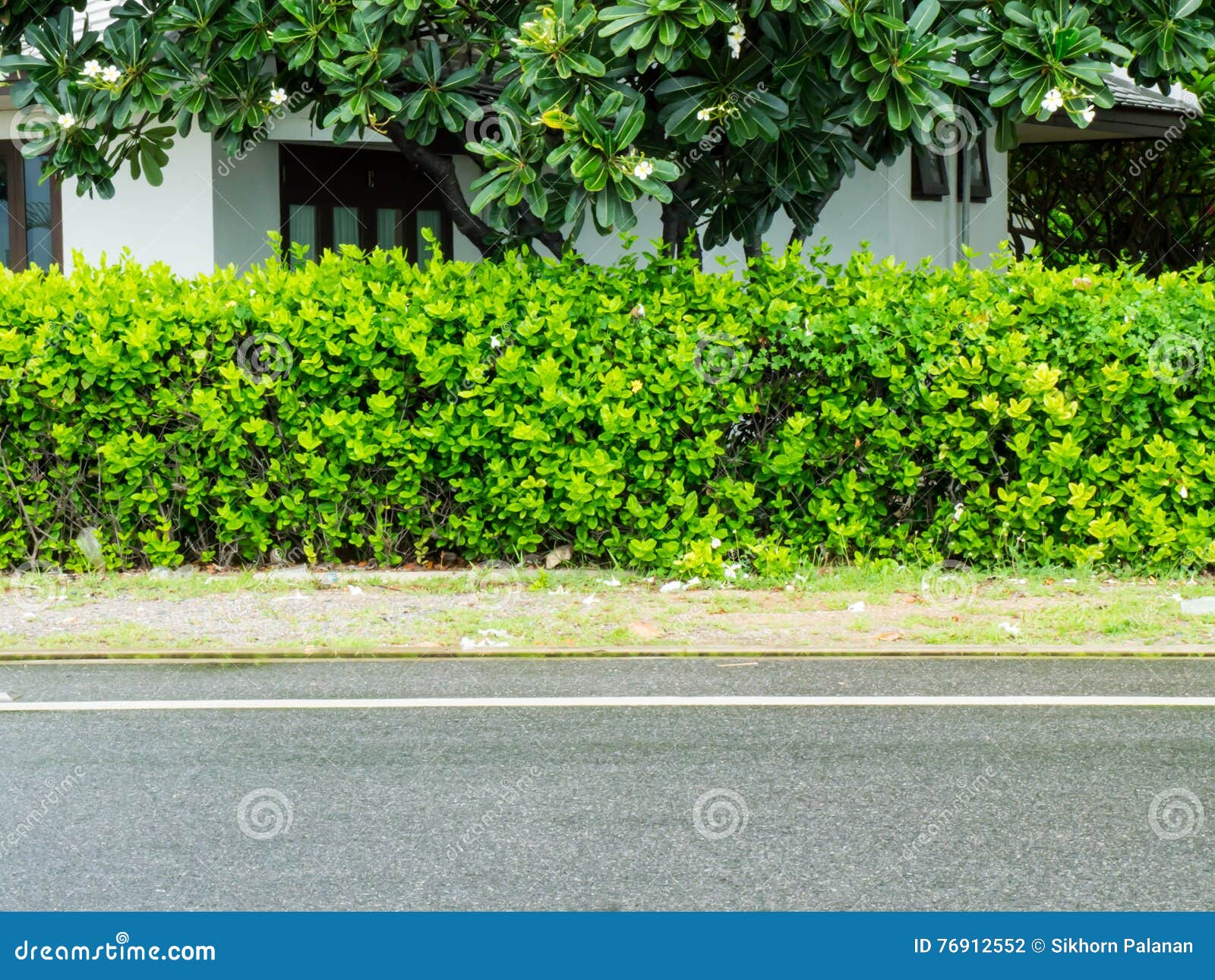 Road and shrubbery tree stock photo. Image of natural - 76912552