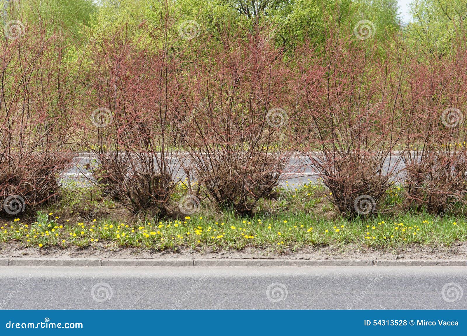 Road shrubs stock photo. Image of road, bush, green, natural - 54313528