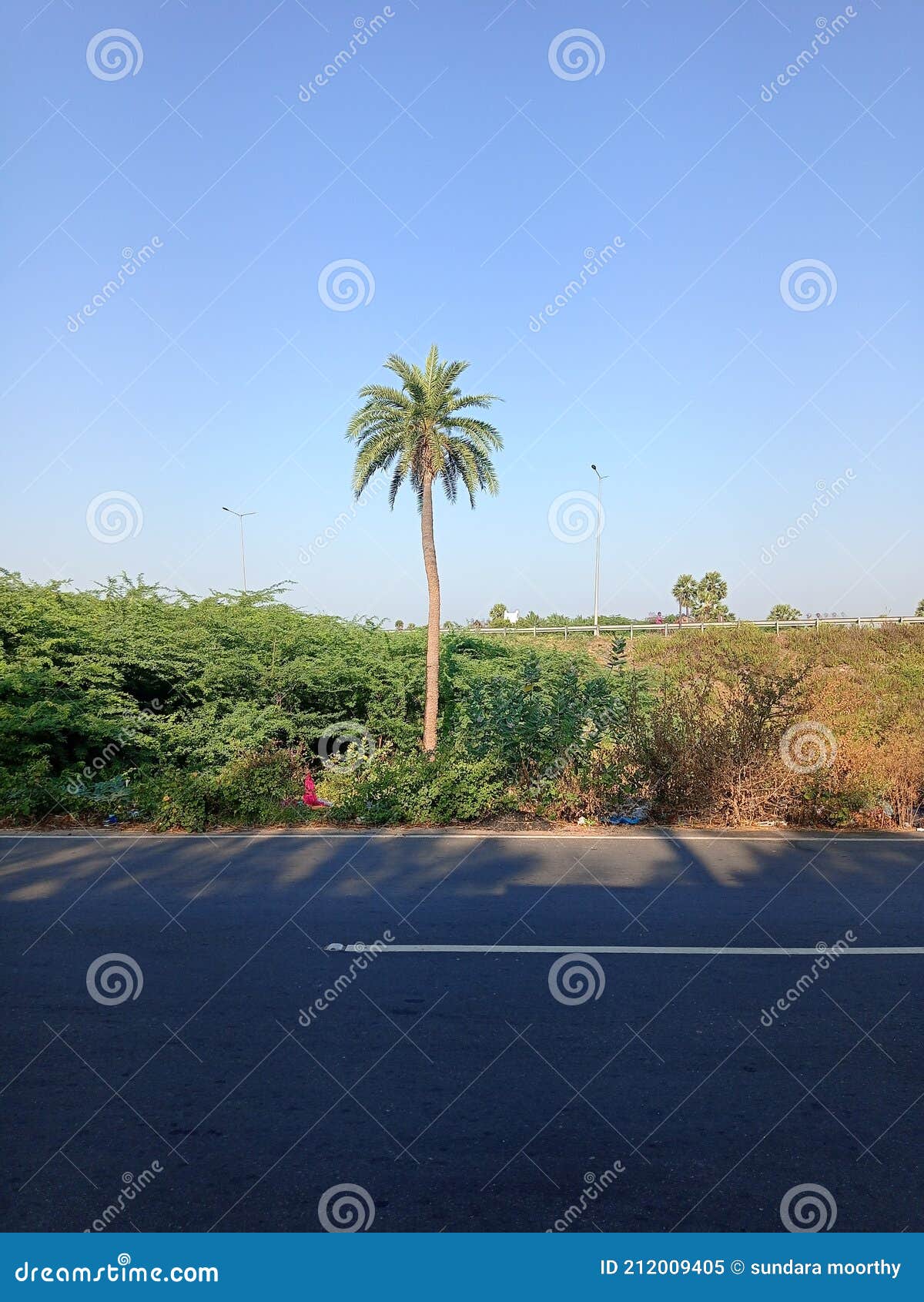 Road Side Palm Tree in Alone Stock Image - Image of flower, road: 212009405