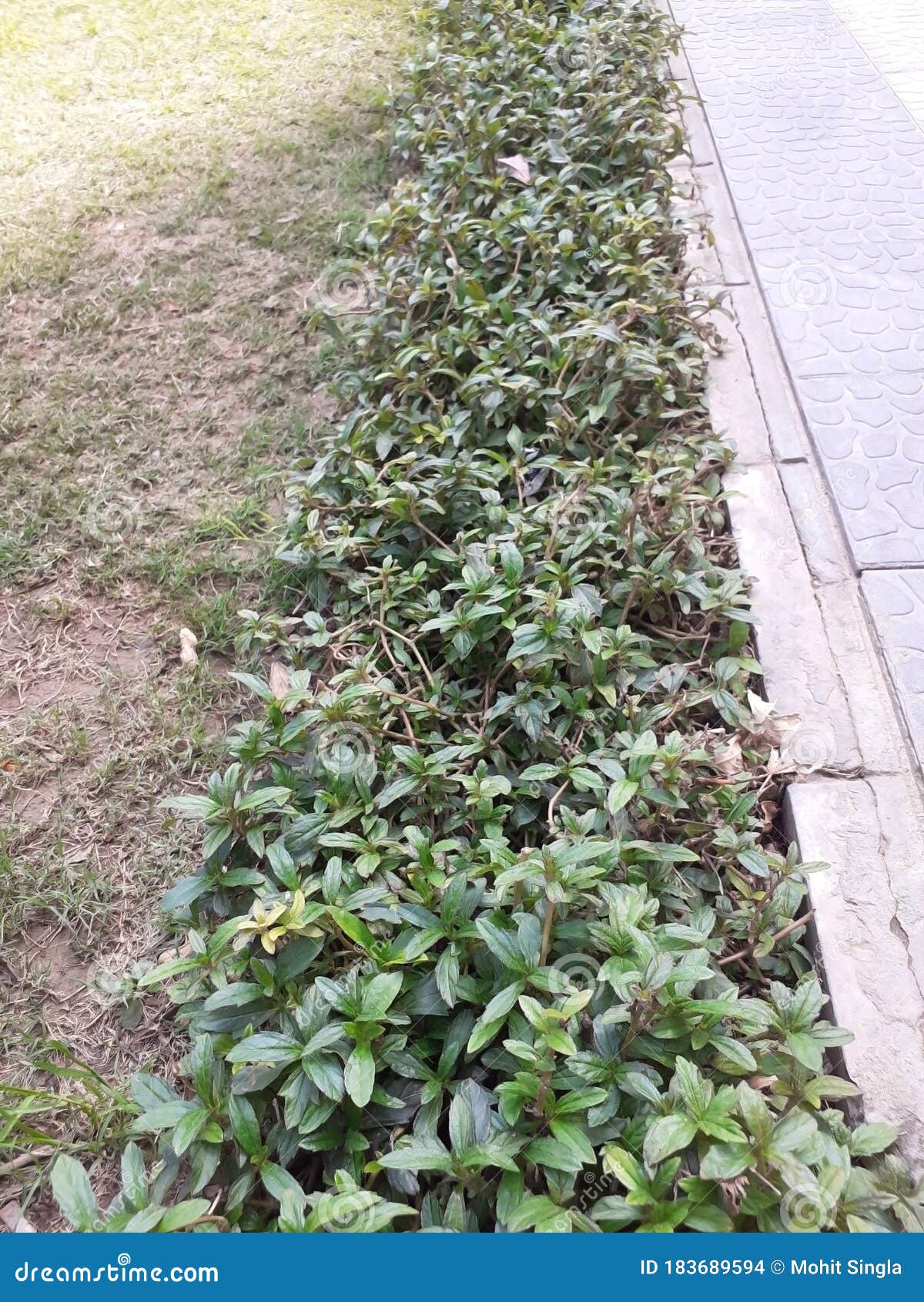 Road Side Plants are Self Sustained Stock Photo - Image of green ...