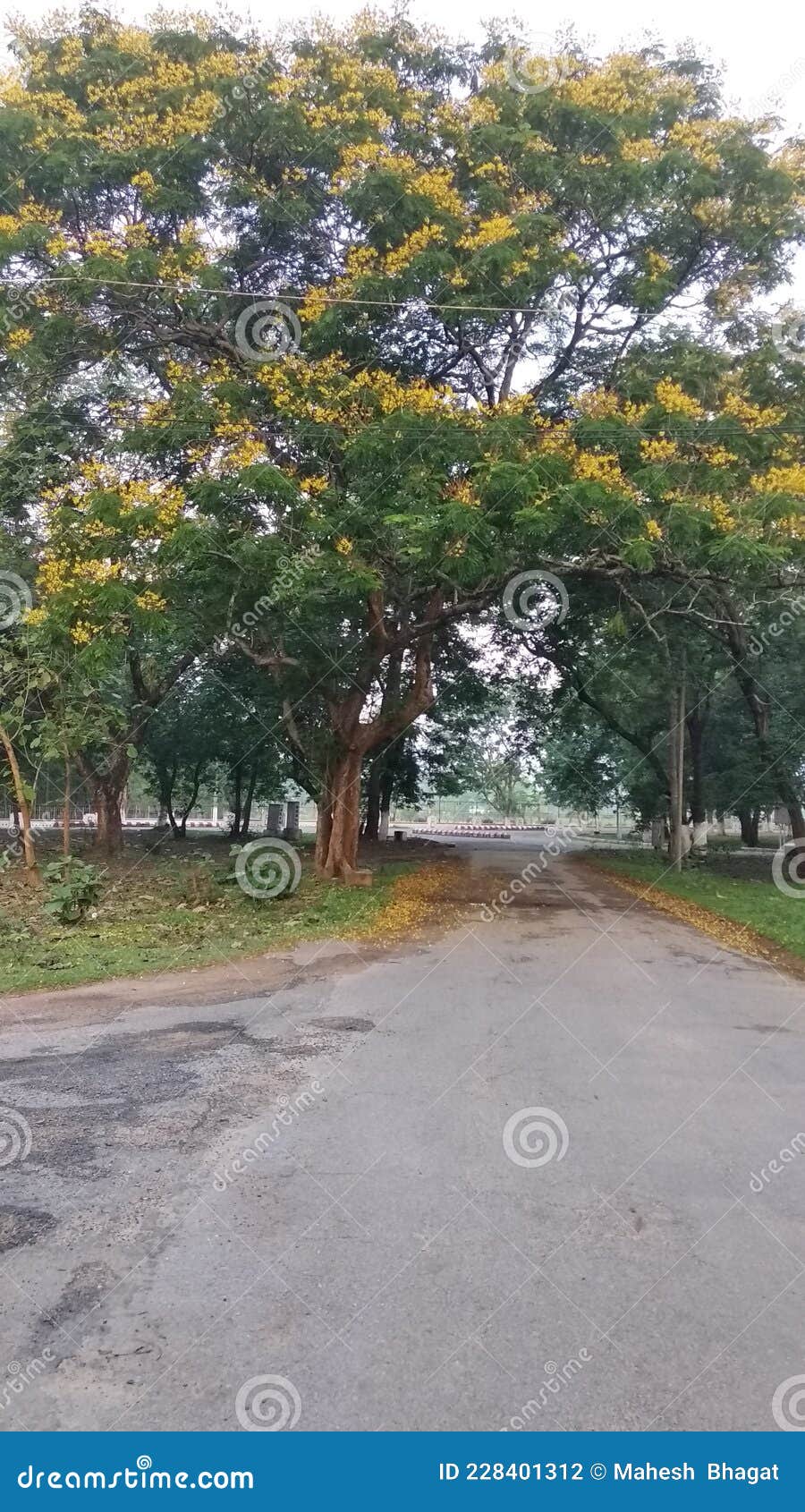 Tree stock photo. Image of plant, road, nature, tree - 228401312
