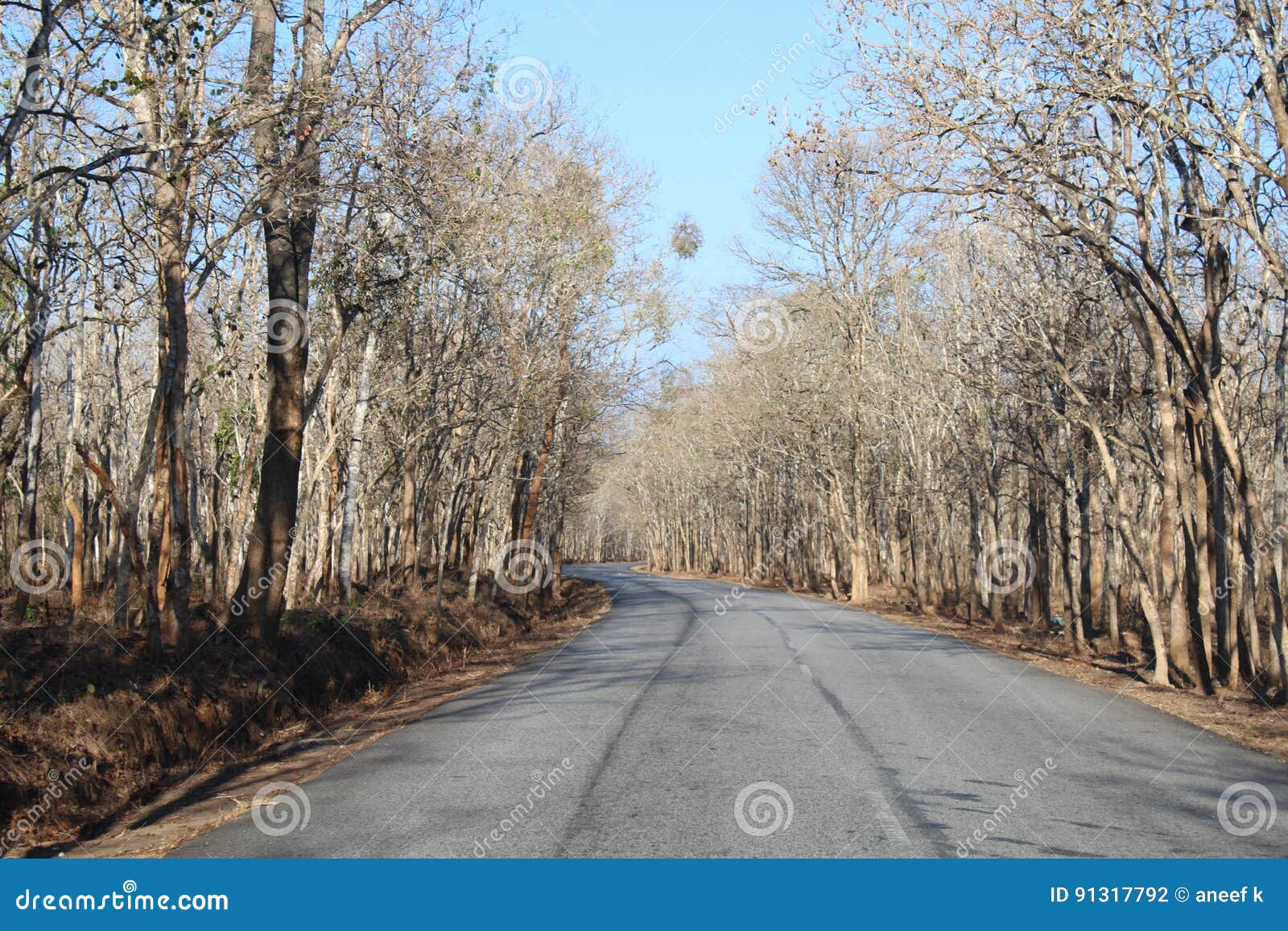 Road side tree stock photo. Image of leaf, tree, long - 91317792