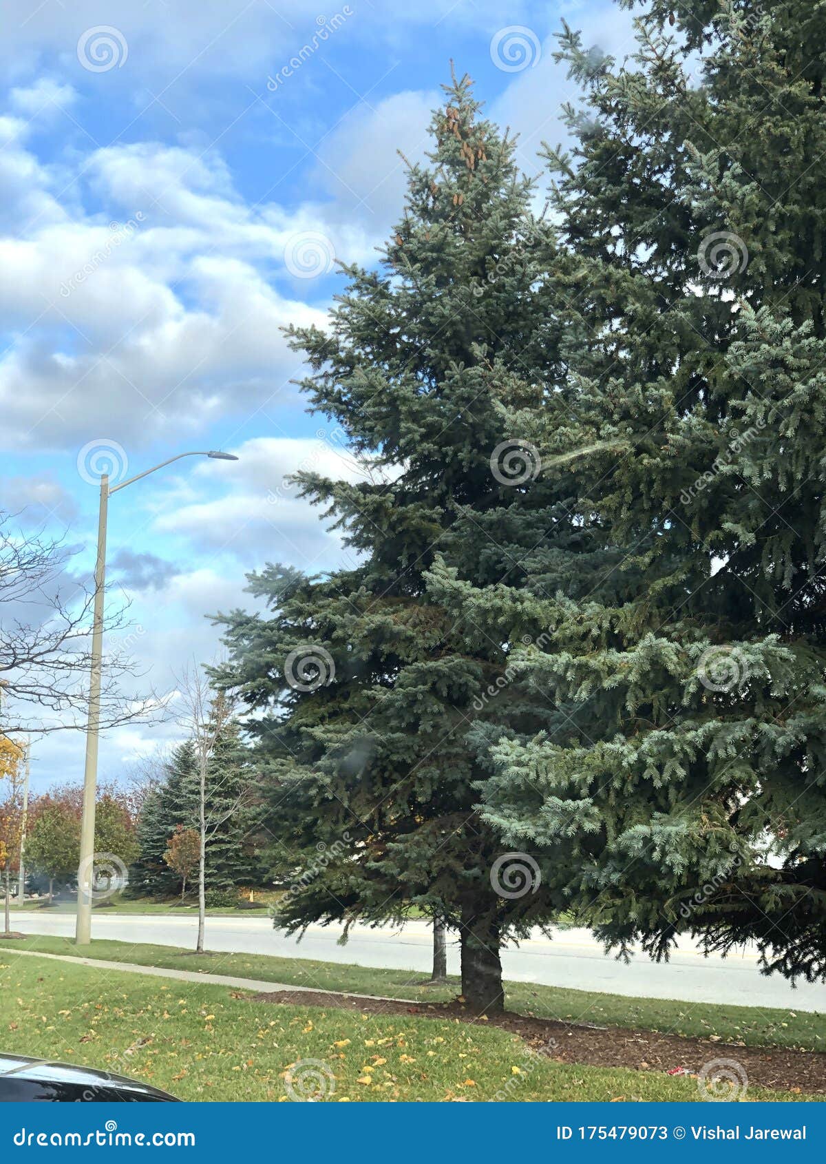 Road Side Trees and Blue Sky and White Cloud. Stock Image - Image of ...