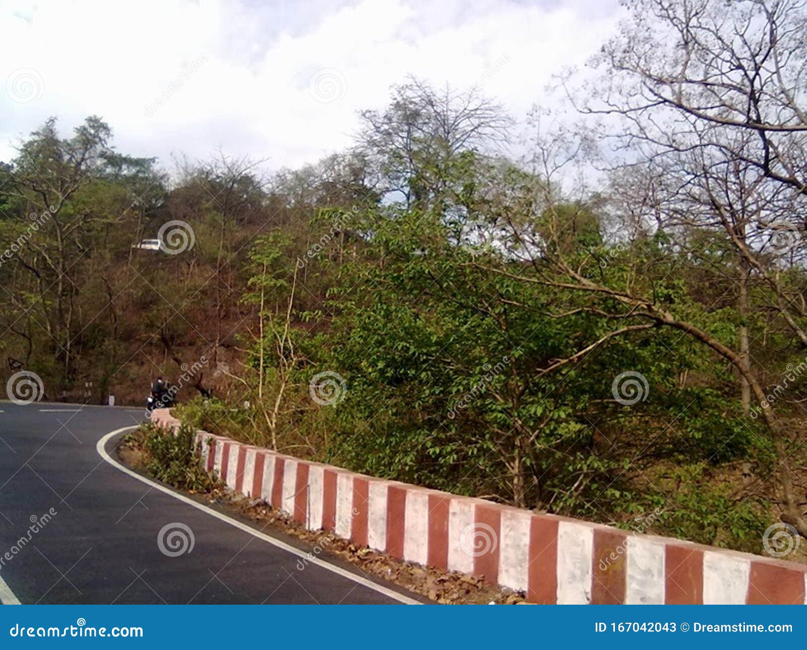 Road side trees stock image. Image of beach, garlic - 167042043