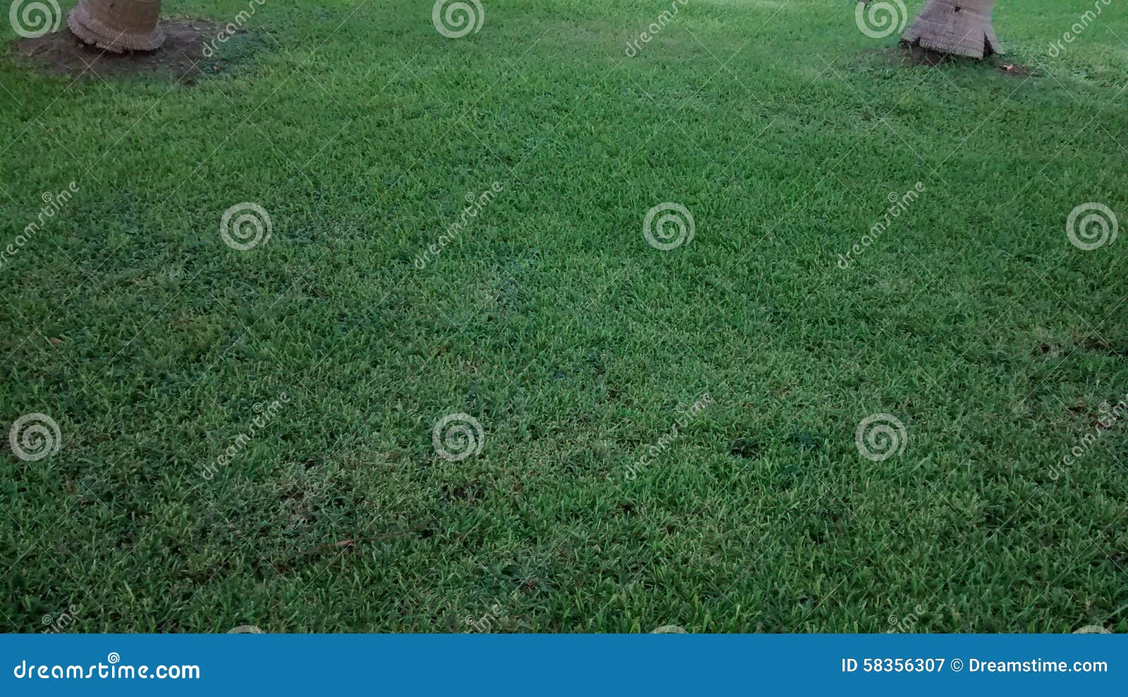 Road side trees view stock image. Image of road, roadside - 58356307